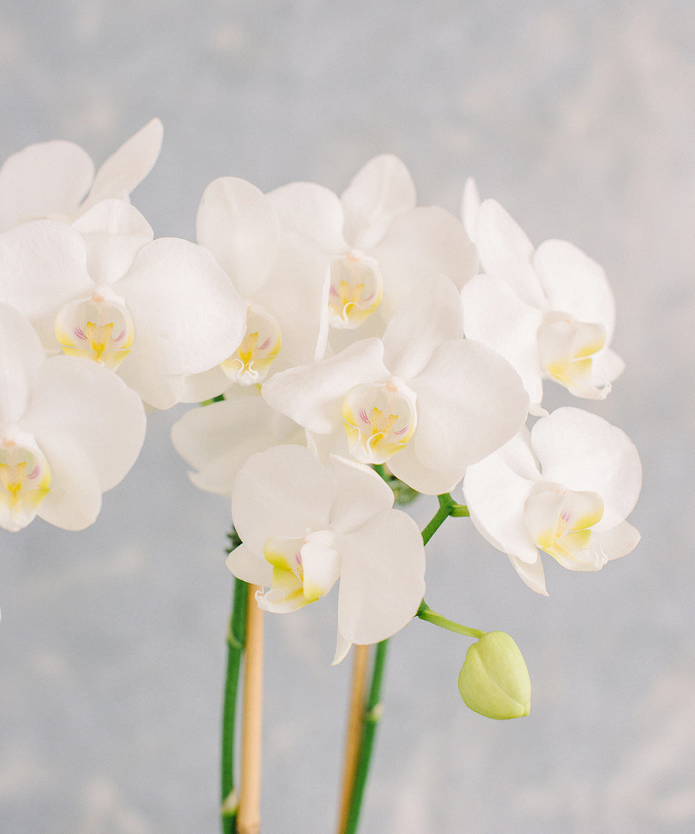 Mini Orchid Plant - White – Peony & Plum Floral Studio